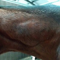 Horse Abscess Treatment | Manx Theraplate